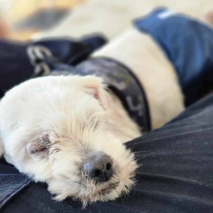 Karl the Dog | Muttville