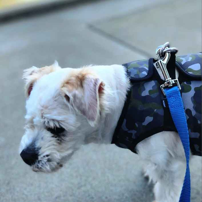 Karl the Dog | Muttville