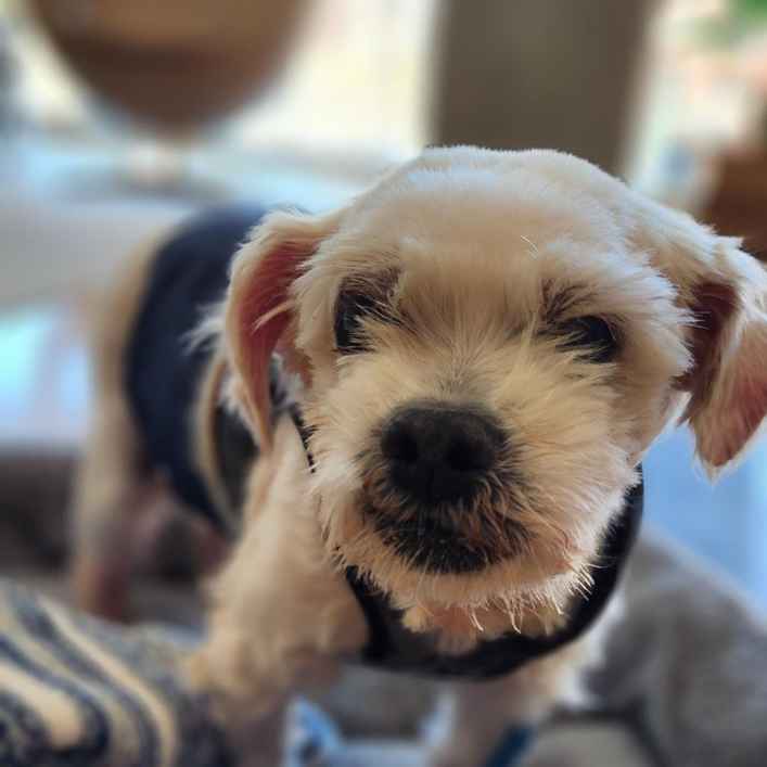 Karl the Dog | Muttville