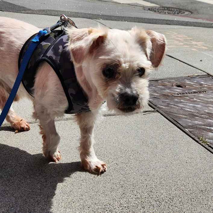 Karl the Dog | Muttville