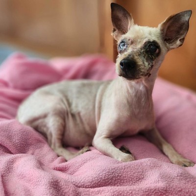 Little Lassie | Muttville