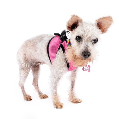 D'arcy Drollinger | Muttville