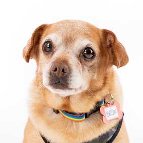 Available Mutts | Muttville
