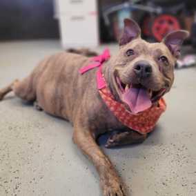 Available Mutts | Muttville