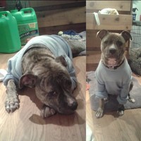 Available Mutts | Muttville