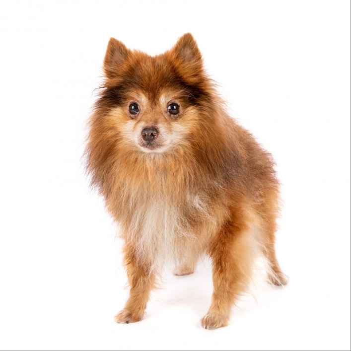 Dinky Decker | Muttville