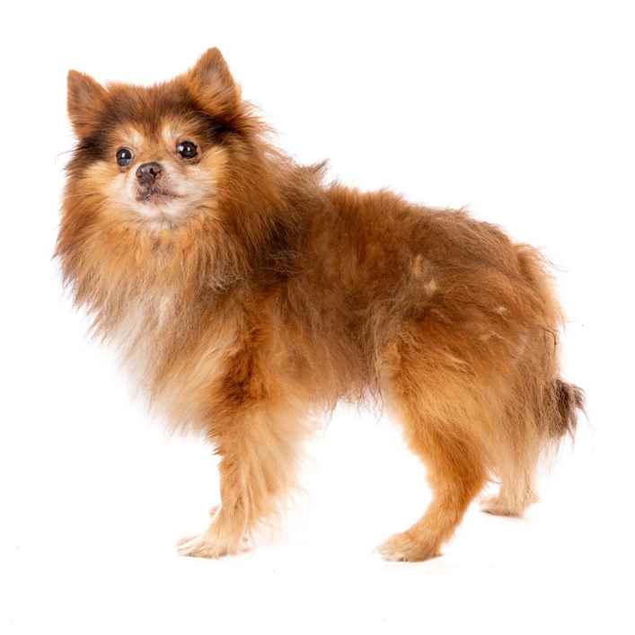 Dinky Decker | Muttville