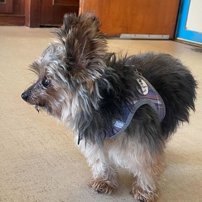 Dave the Magical Cheese Wizard | Muttville