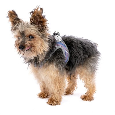 Dave the Magical Cheese Wizard | Muttville