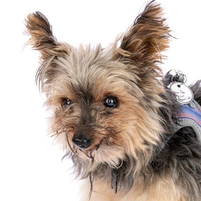 Dave the Magical Cheese Wizard | Muttville