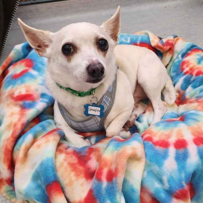 Spoogles | Muttville