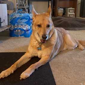 Courtesy listings | Muttville