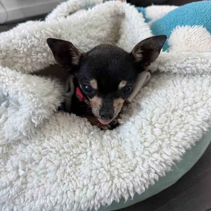 Pixie Stix | Muttville