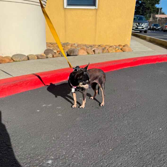 Pixie Stix | Muttville