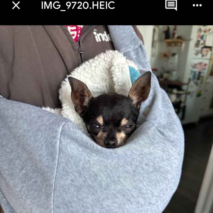 Pixie Stix | Muttville