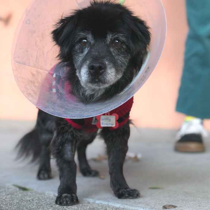 Winky Pinkerton | Muttville