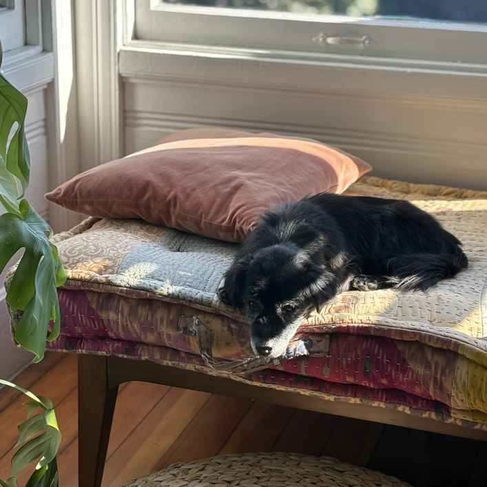 Winky Pinkerton | Muttville