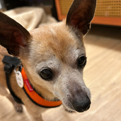 Little Nick | Muttville