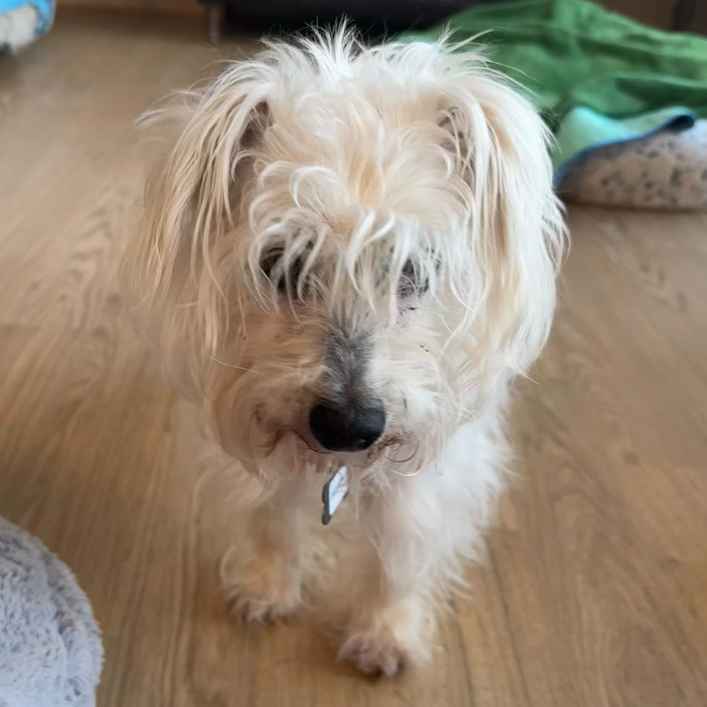 Hucklebuck | Muttville