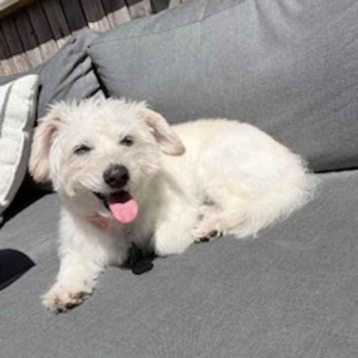 Hucklebuck | Muttville