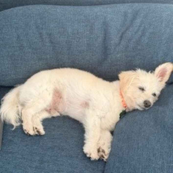 Hucklebuck | Muttville