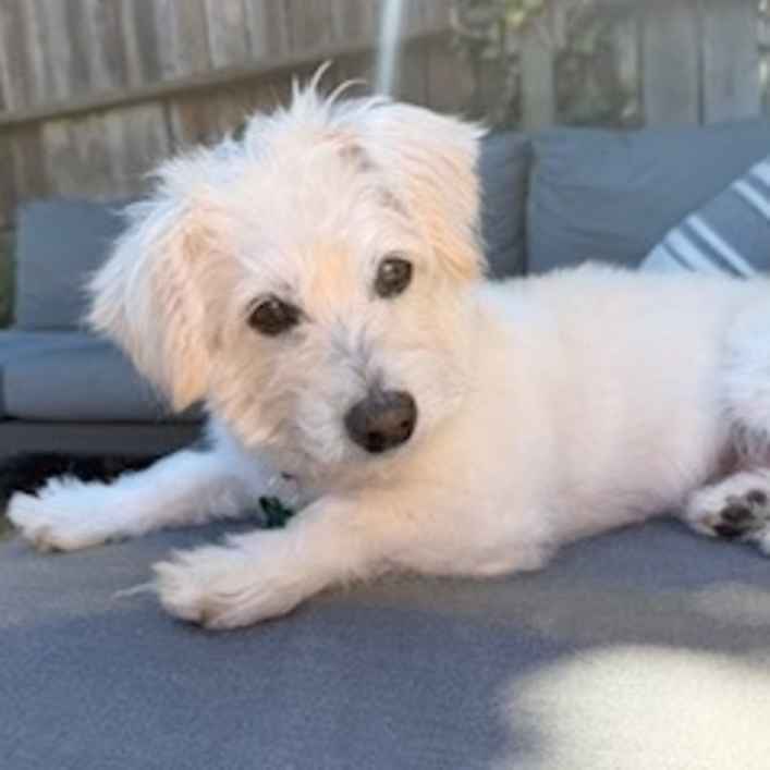 Hucklebuck | Muttville