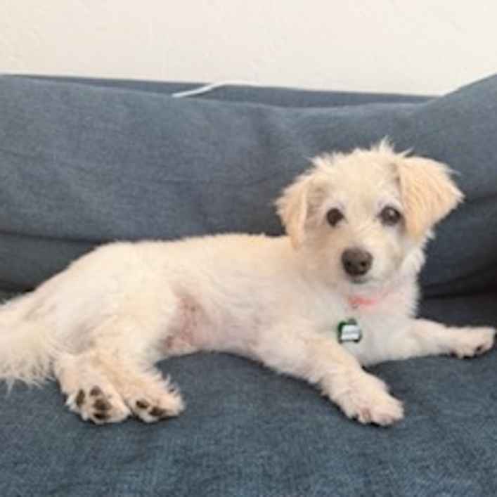 Hucklebuck | Muttville