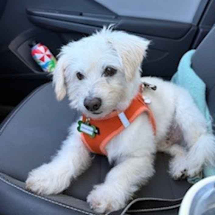 Hucklebuck | Muttville