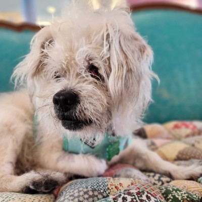 Rocky Rambo | Muttville