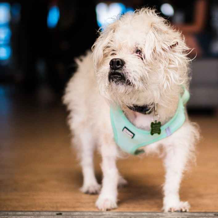 Rocky Rambo | Muttville