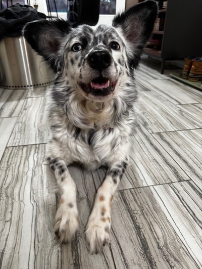 Sully/Sullivan | Muttville