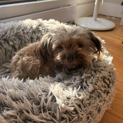 Miss Rafferty | Muttville