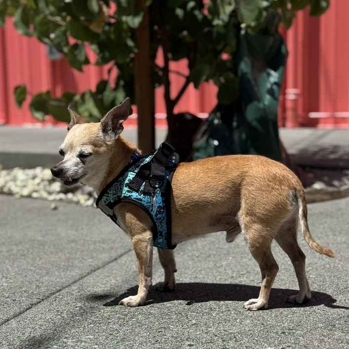 Ed Grimley | Muttville