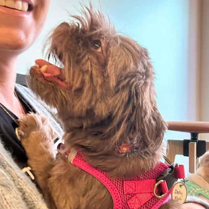 Dolly Blue | Muttville