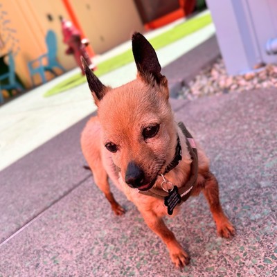 Pop Warner | Muttville