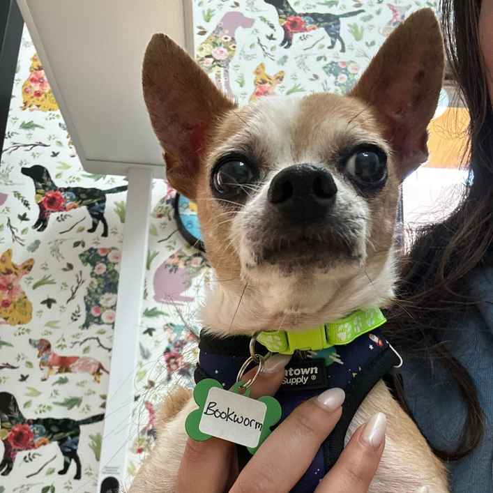 Bookworm | Muttville