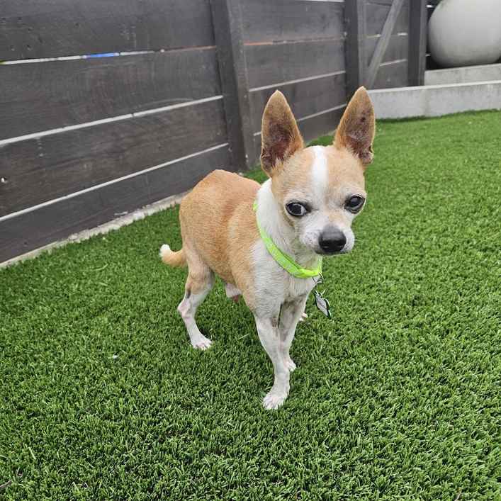 Bookworm | Muttville