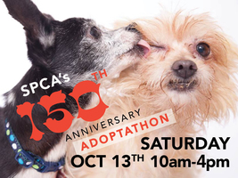 Muttville joins SF SPCA for 150th anniversary | Muttville