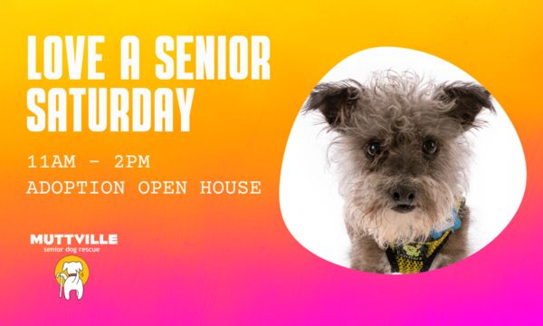 Adoption Event at Muttville HQ | Muttville