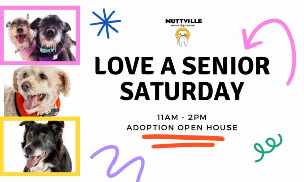 Adoption Event at Muttville HQ | Muttville