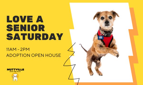 Adoption Event at Muttville HQ | Muttville