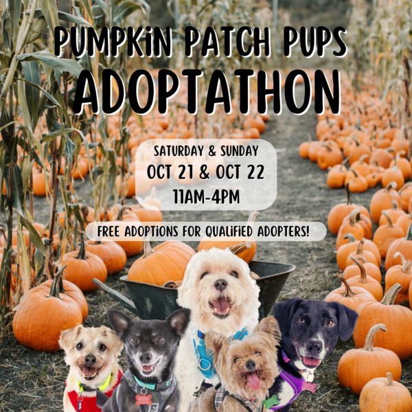 Pumpkin Patch Pups Adoptathon | Muttville