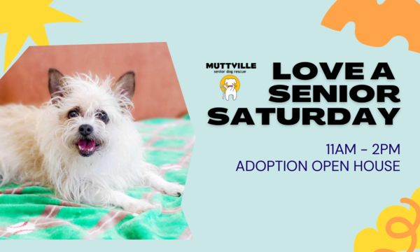 Adoption Event at Muttville HQ | Muttville