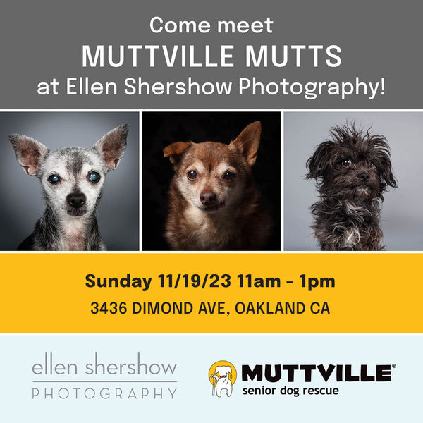 Meet the Mutts at Ellen Shershow Photography! | Muttville