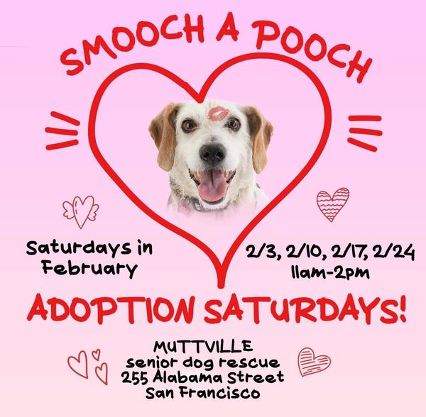 Smooch A Pooch Adoption Event at Muttville HQ | Muttville