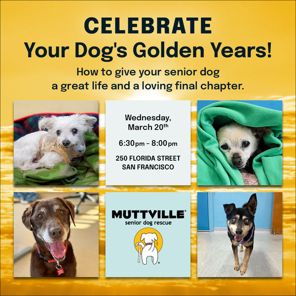 Muttville’s first-ever senior dog wellness event! | Muttville