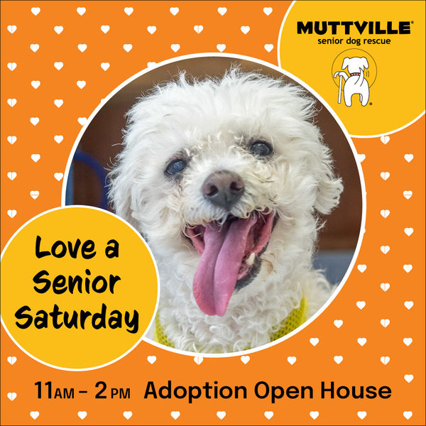 Adoption Event at Muttville HQ | Muttville