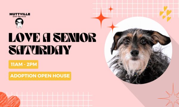 Adoption Event at Muttville HQ | Muttville